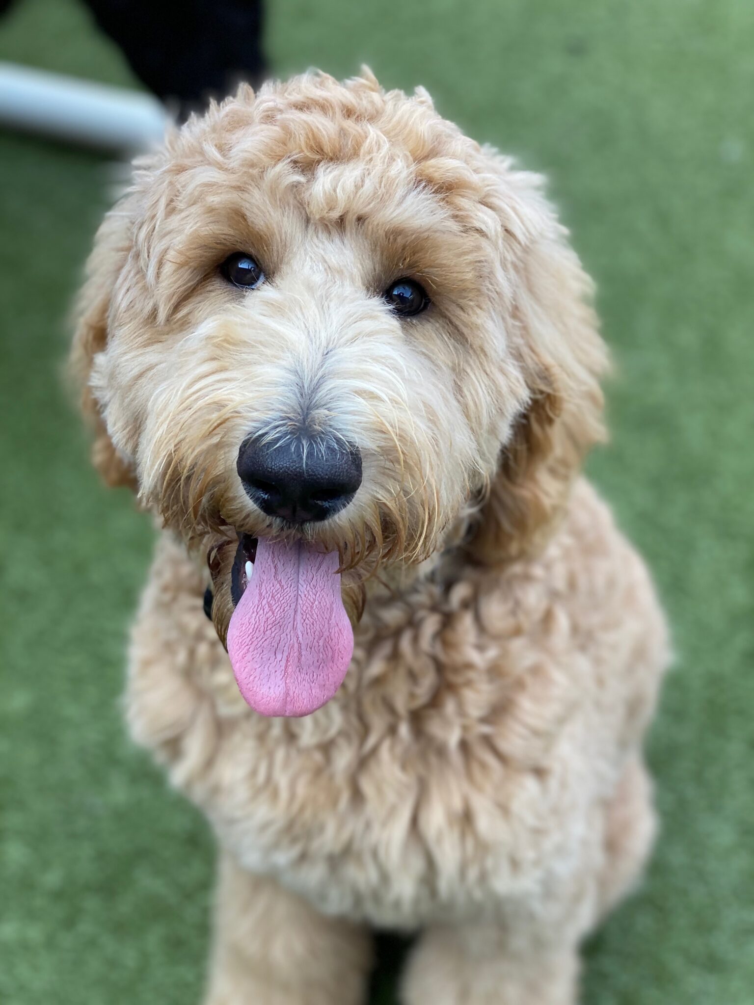 Congratulations, Ernie, Our March Dog of the Month! - Central Bark Atlanta