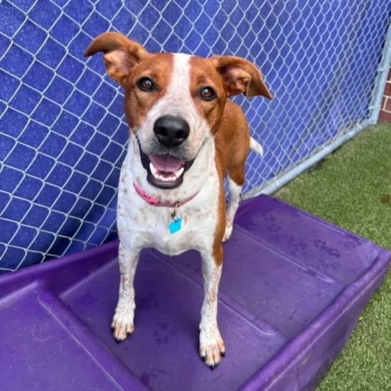 Congratulations, Charlie, Our September Dog of the Month! - Central ...