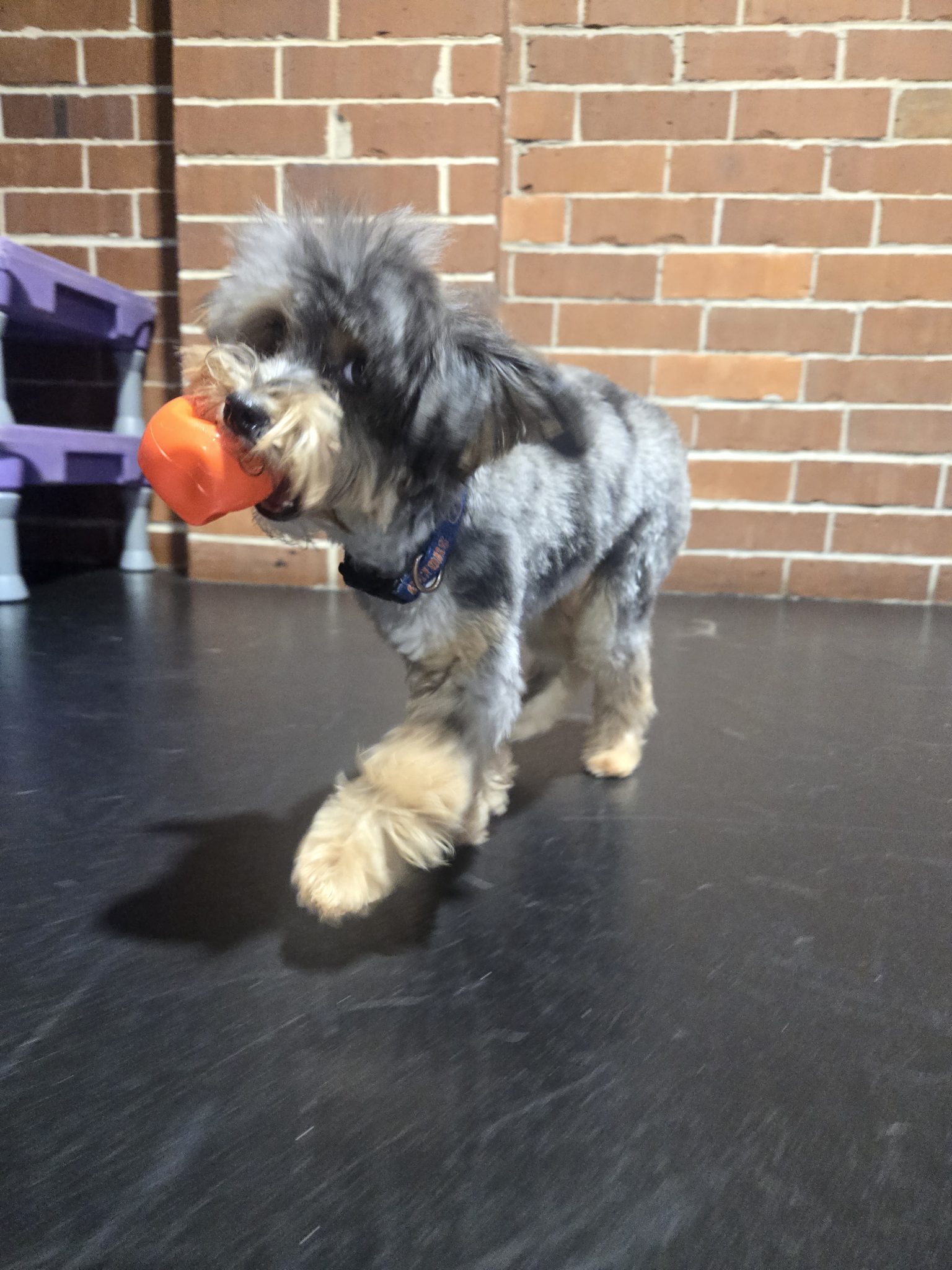 Congratulations, Traveller, Our January Dog of the Month! - Central ...