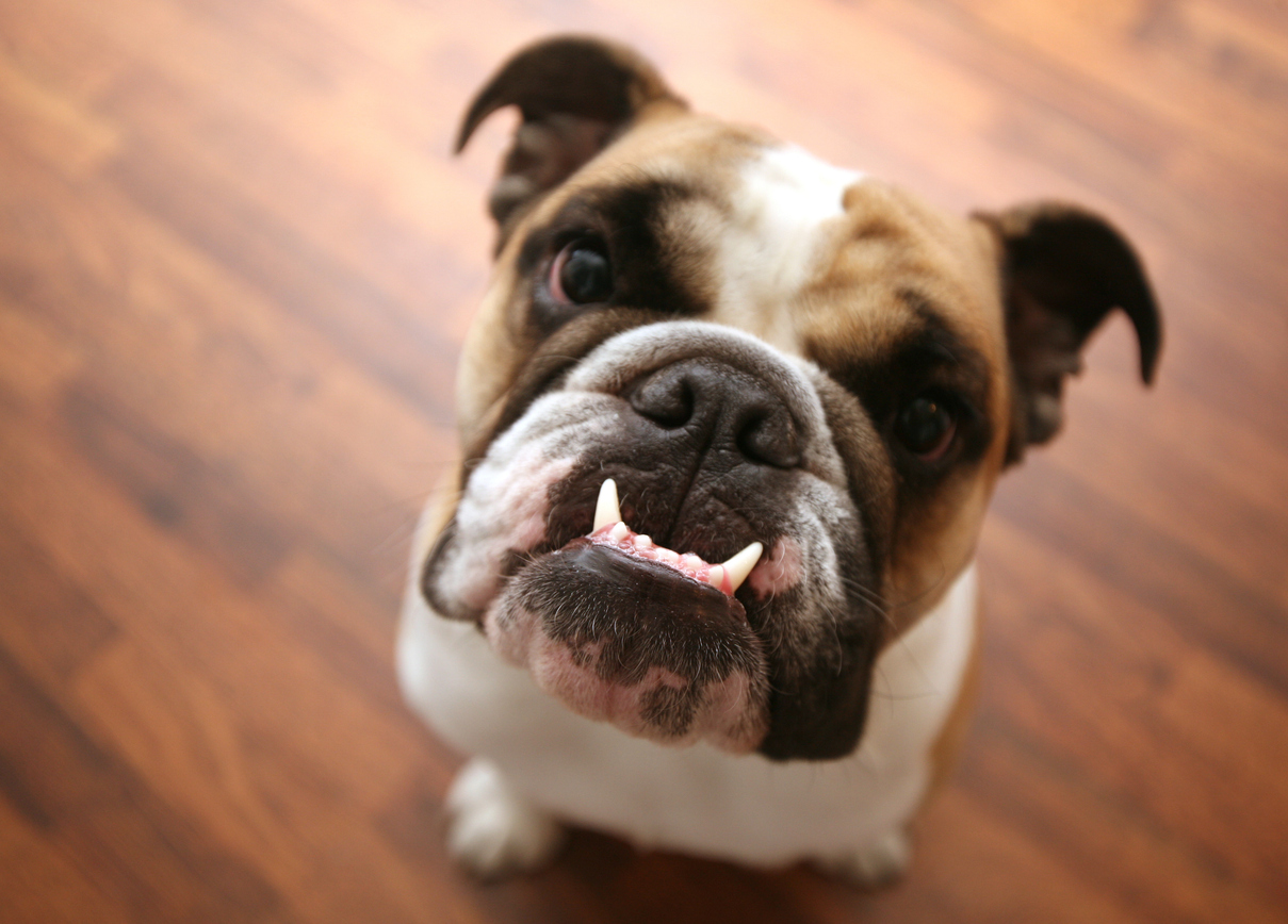 February Is Pet Dental Health Month