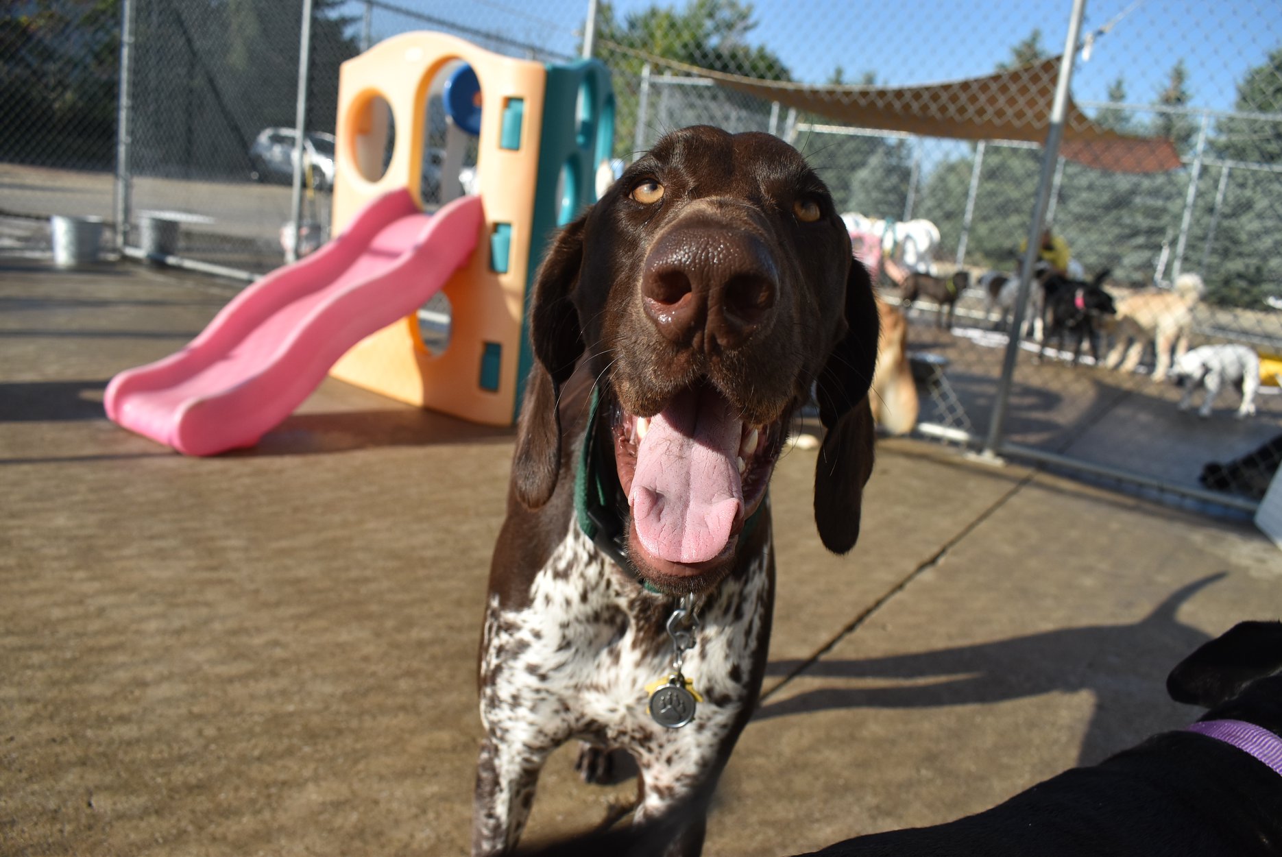 October Dog of The Month - Central Bark Broadview Heights