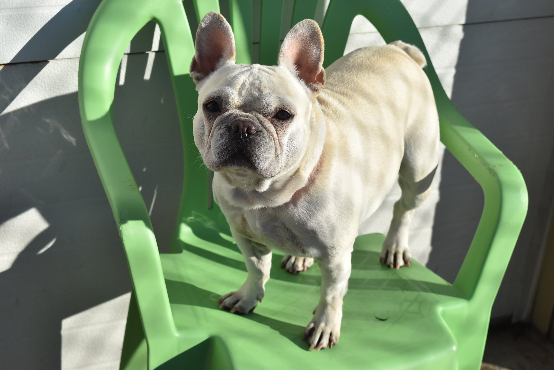 November Dog of The Month - Central Bark Broadview Heights