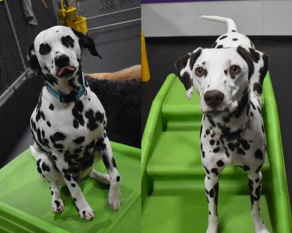 March Dogs of The Month - Central Bark Broadview Heights