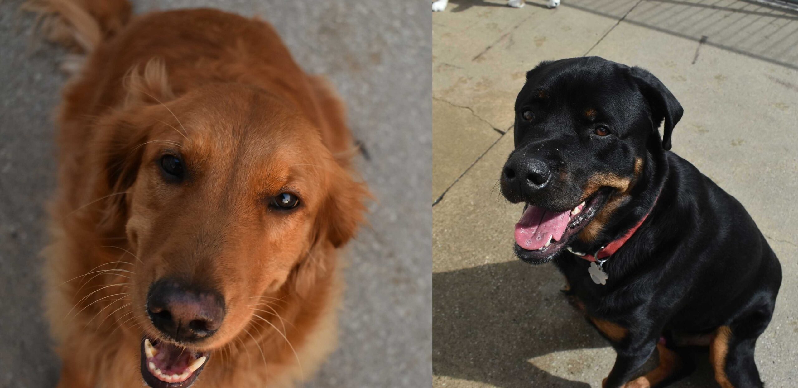 October Dogs of The Month - Central Bark Broadview Heights