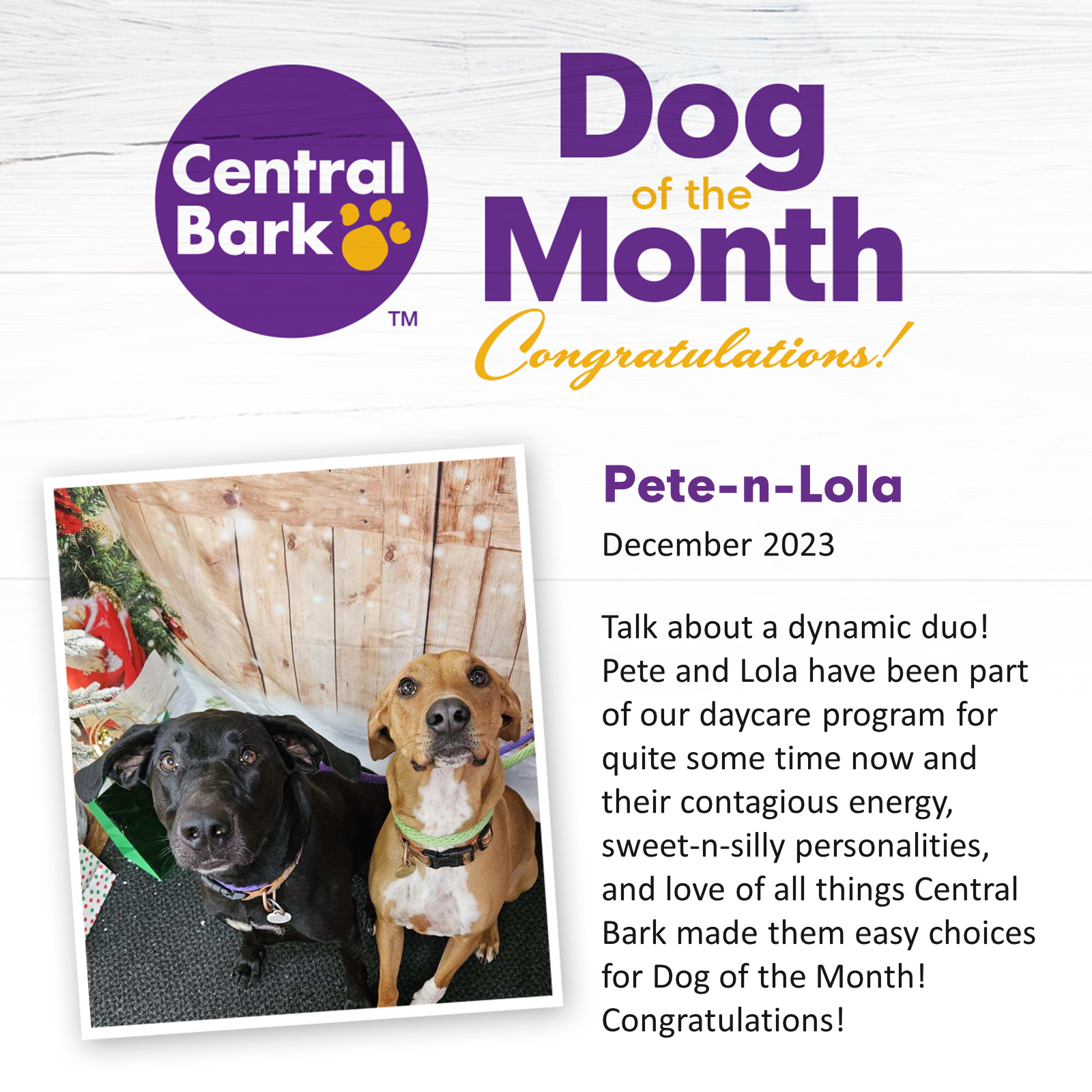 December 2023 Dog(s) of the Month: Pete-n-Lola - Central Bark Broadview ...