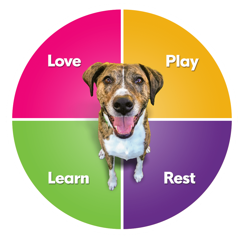 Doggy Day Care In Carol Stream IL Central Bark doggy-day-care-in-carol-stream-il-central-bark