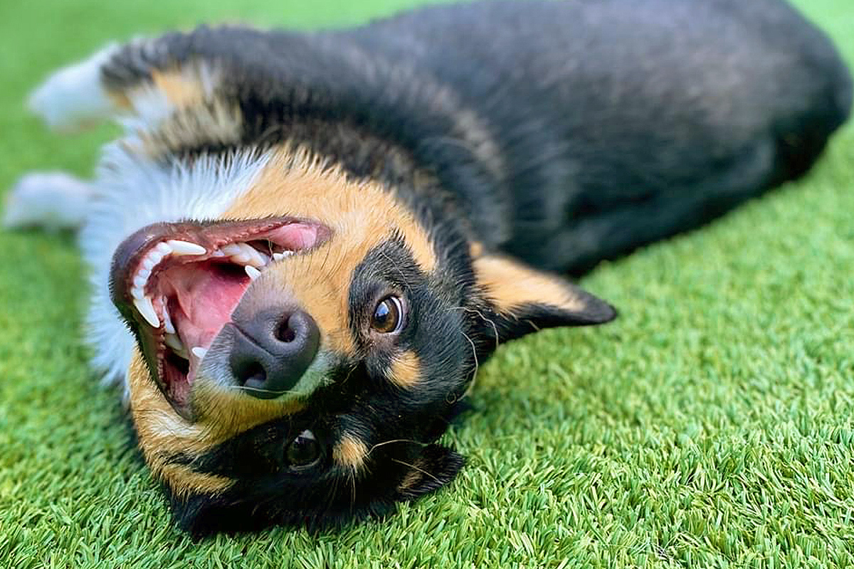 Central Bark Carol Stream - Dog Day Care in Carol Stream, IL