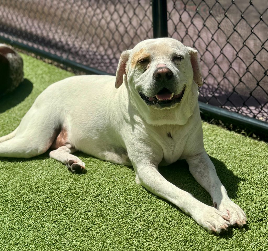 Ricky - August 2025 Dog of the Month - Central Bark Charlotte-Matthews
