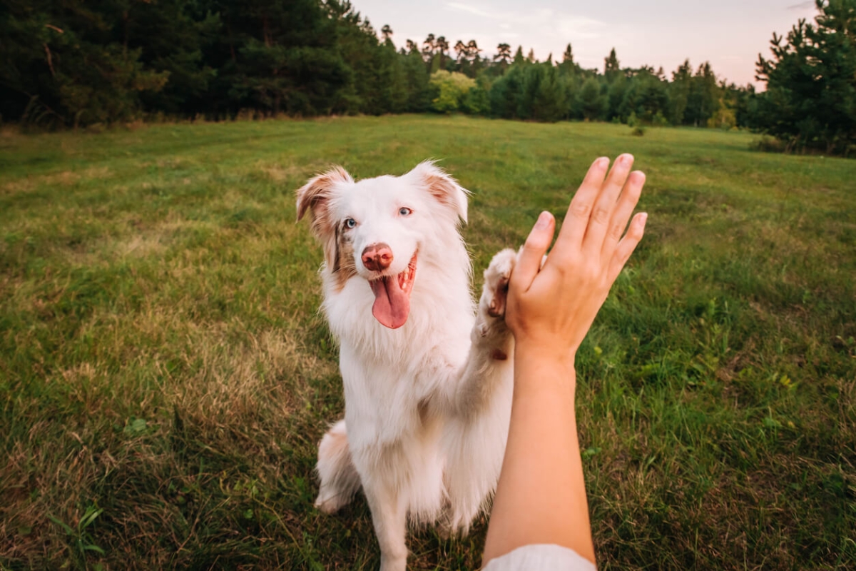 The Benefits of Positive Reinforcement Dog Training