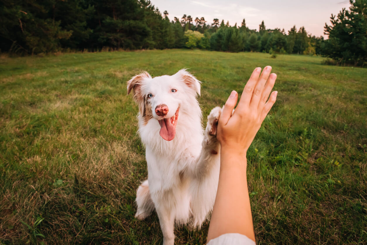 The Benefits of Positive Reinforcement Dog Training