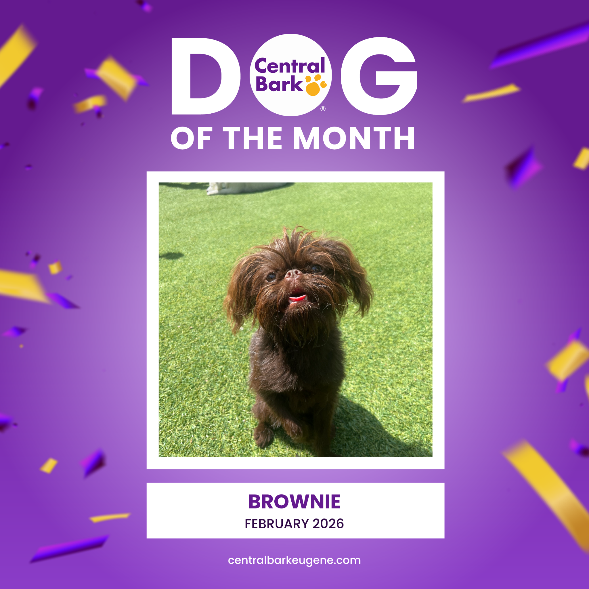 Congratulations to our February 2026 Dog of the Month: Brownie ...