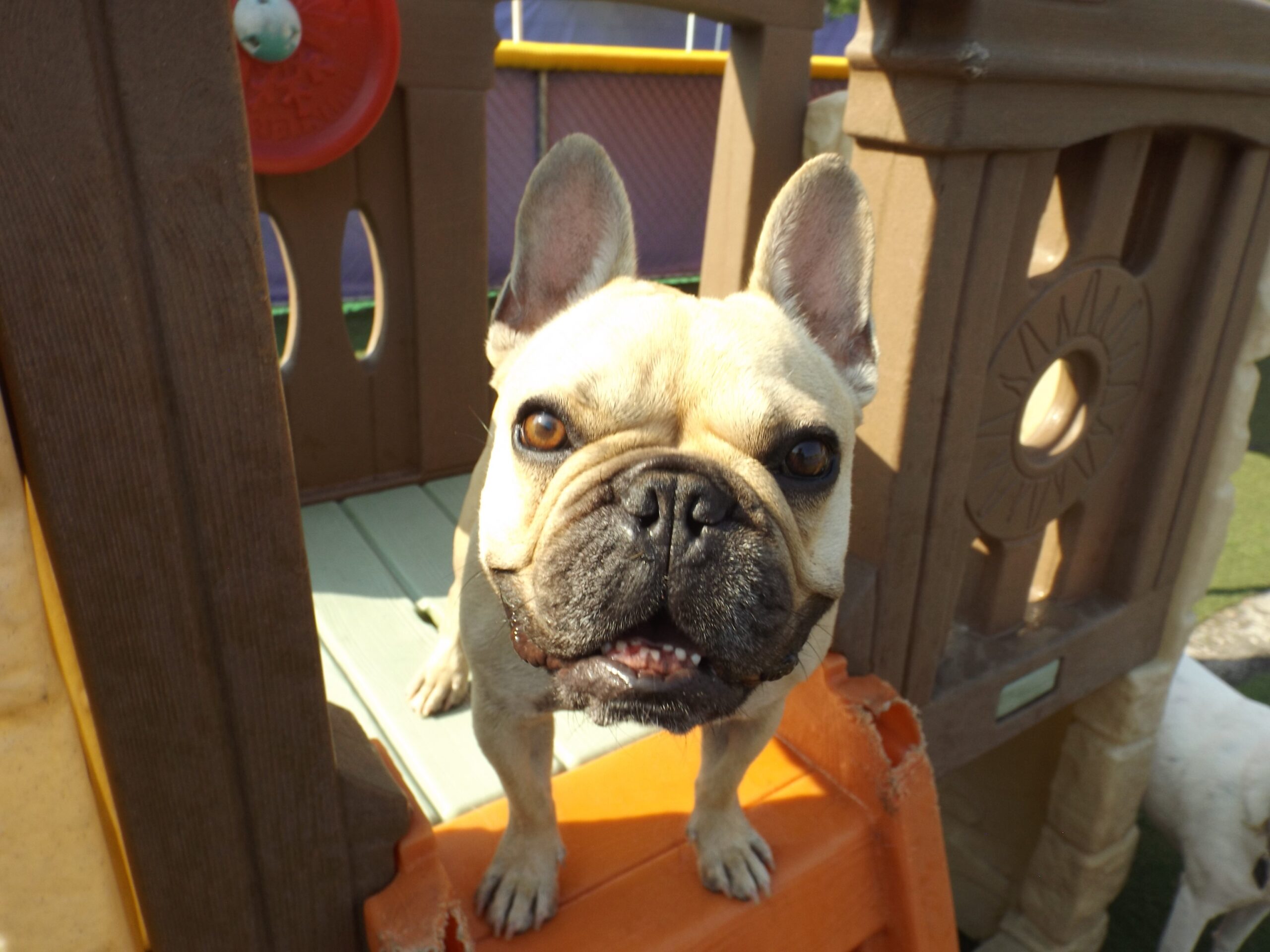 congrats Archie - Central Bark Falls Township