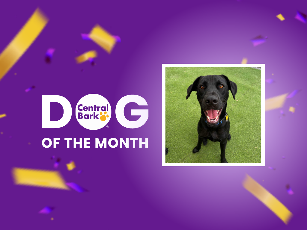 February Dog of the Month: Congrats, Largo! - Central Bark Fort Lauderdale