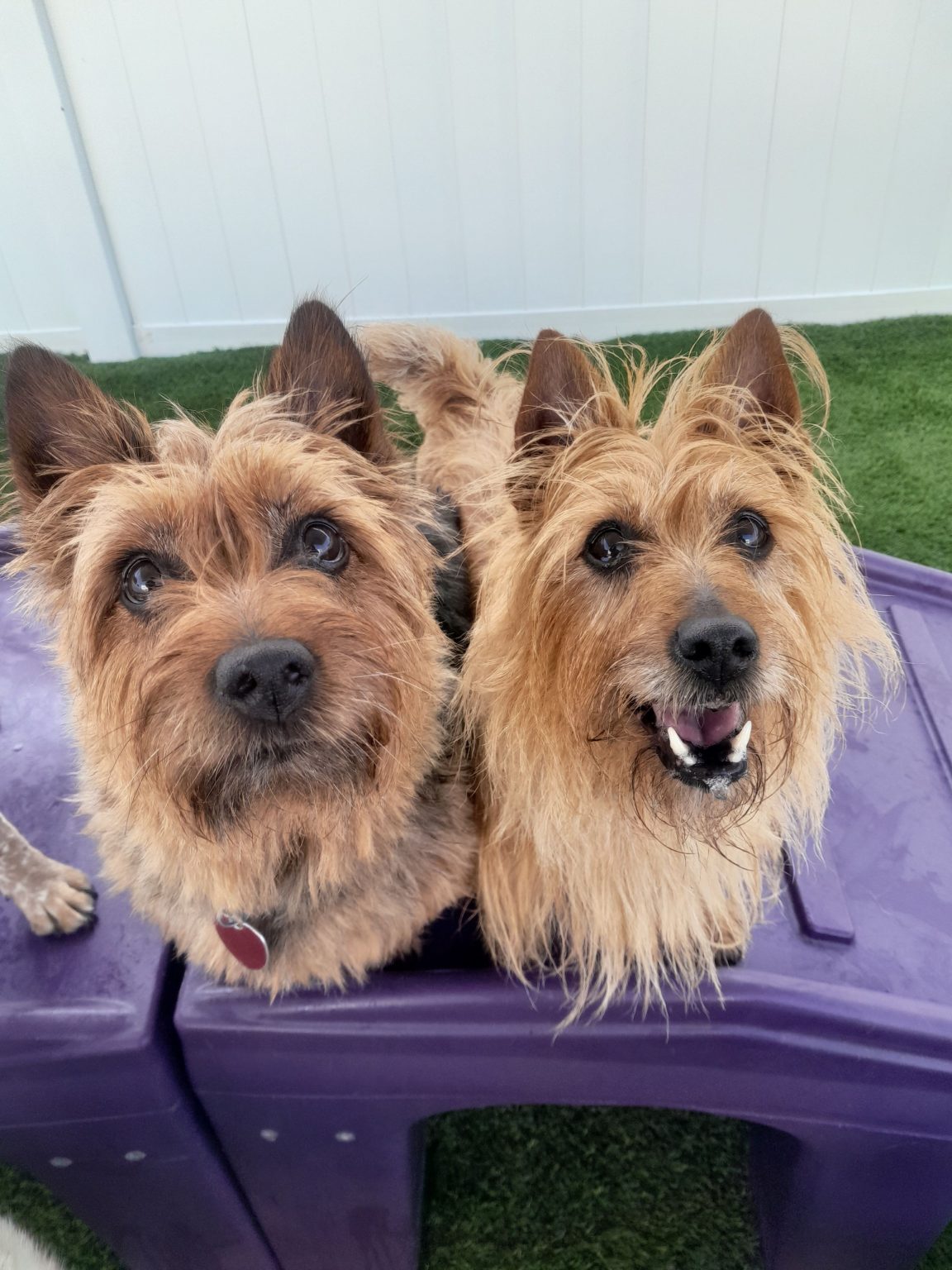 February Dog of the Month - Central Bark Franklin