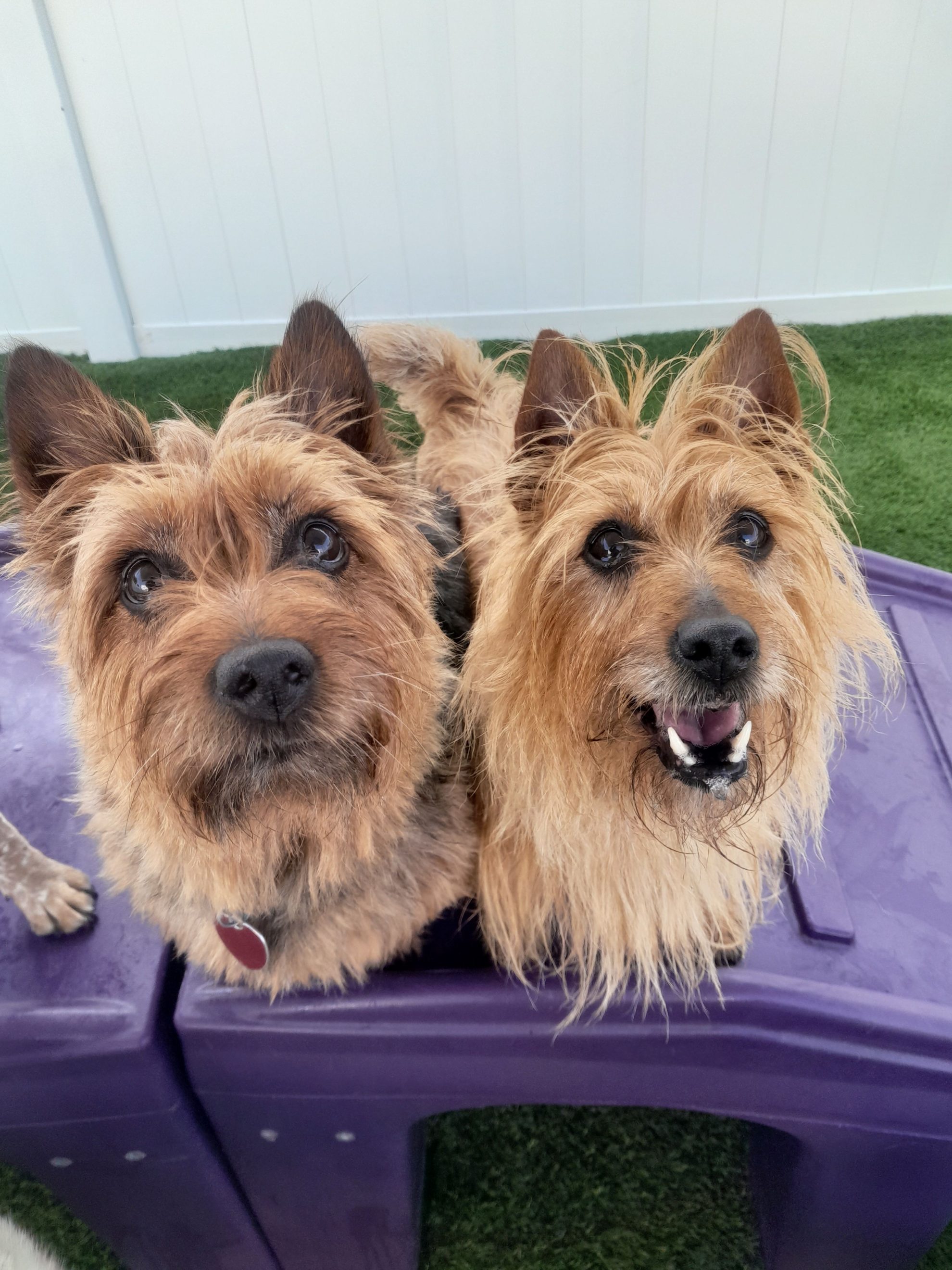 February Dog of the Month - Central Bark Franklin
