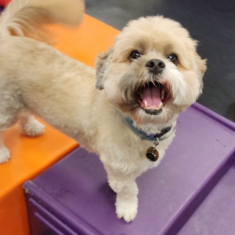 Congrats Teddy, our December Dog of the Month! - Central Bark Jacksonville