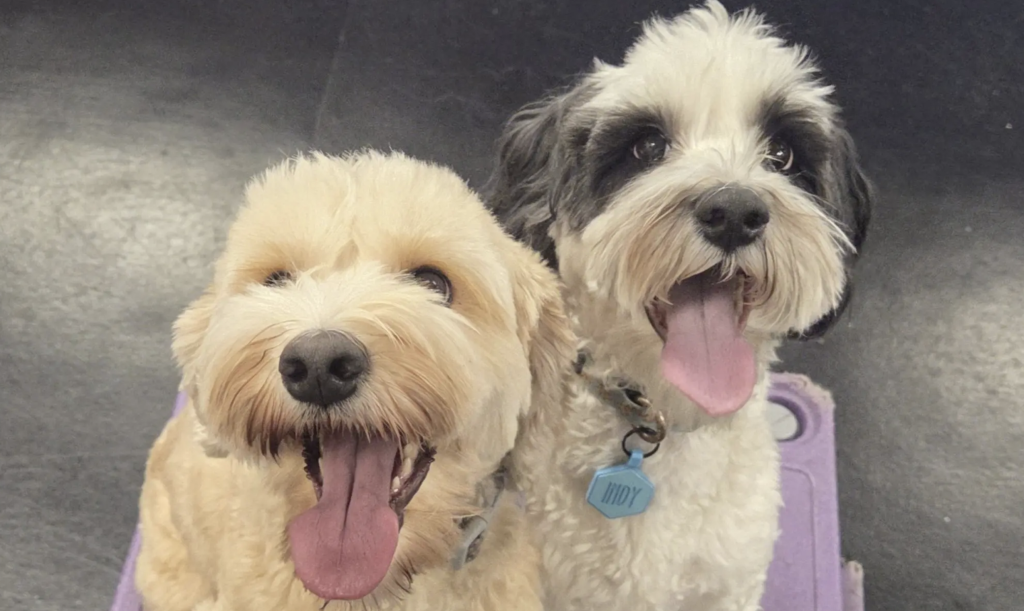 Congrats Indy & Perry, our January Dogs of the Month! - Central Bark ...