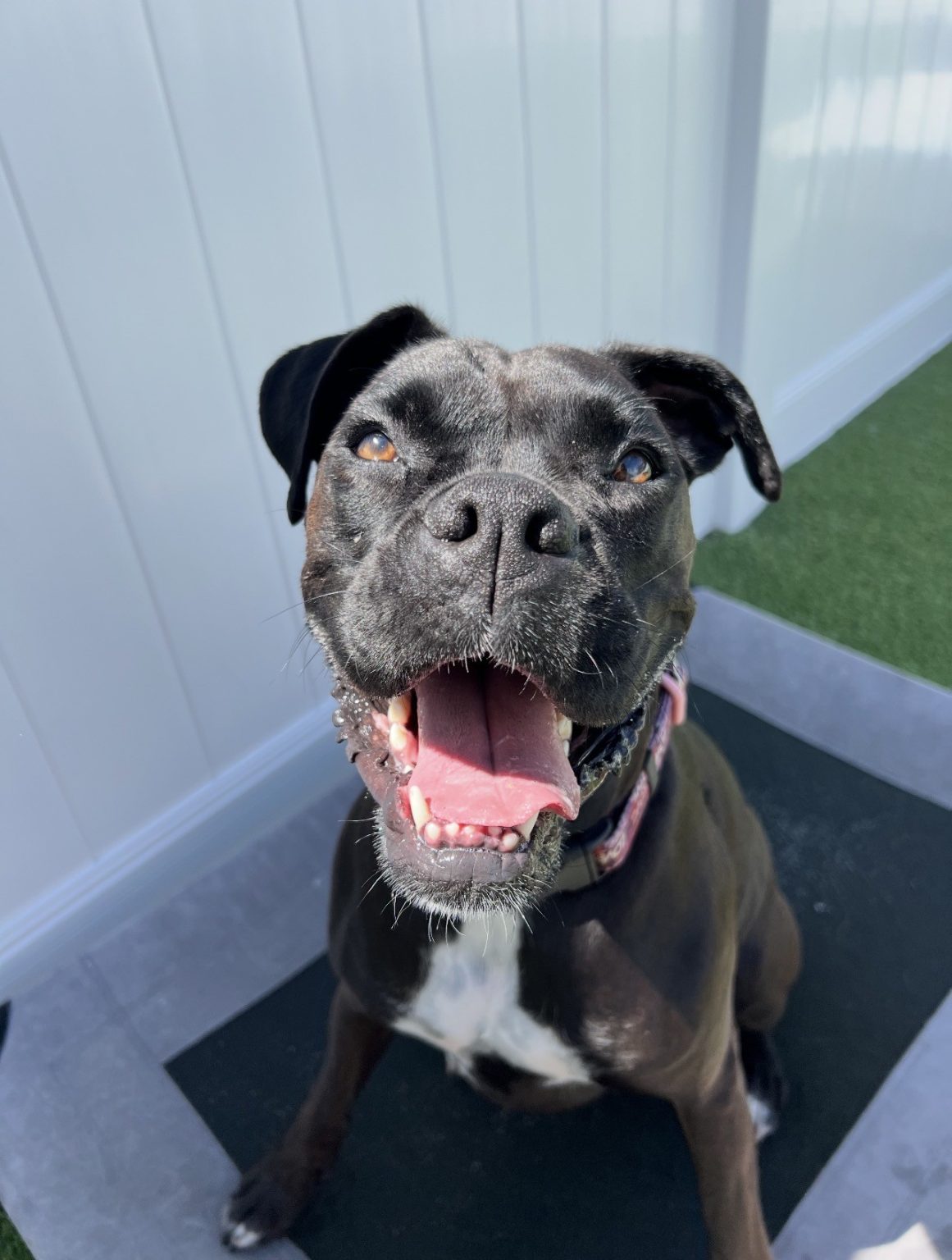 Our March Dog of the Month, Iris! - Central Bark Madison Southeast