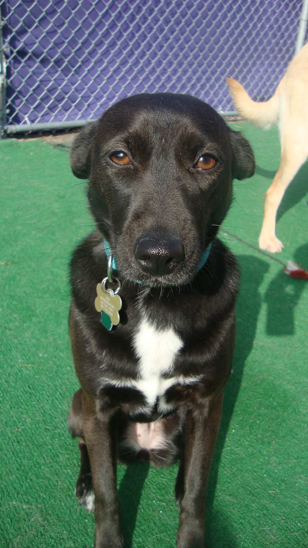 Congrats, Gigi! - Central Bark Milwaukee Downtown