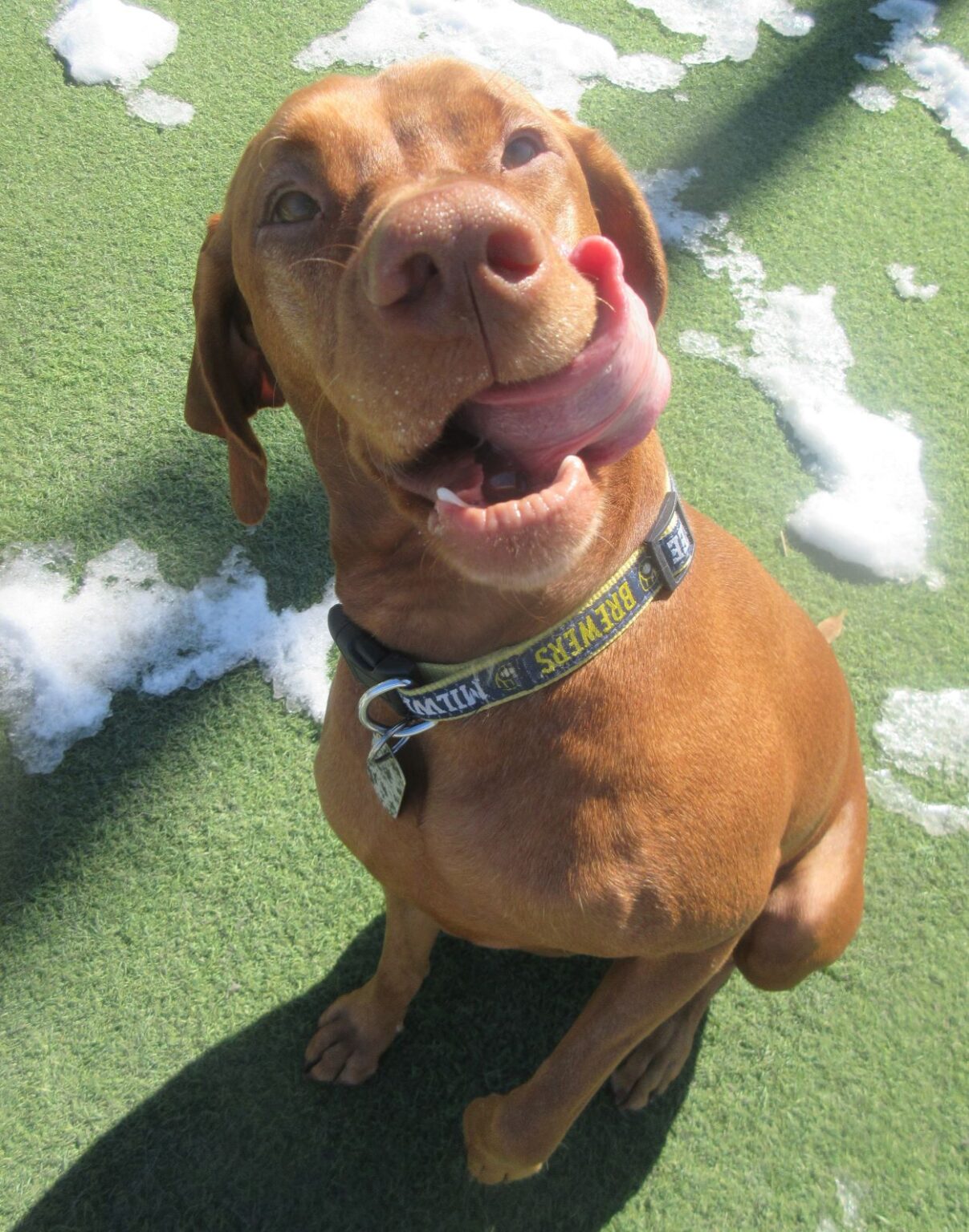 March Dog of the Month-Cooper! - Central Bark Milwaukee Downtown