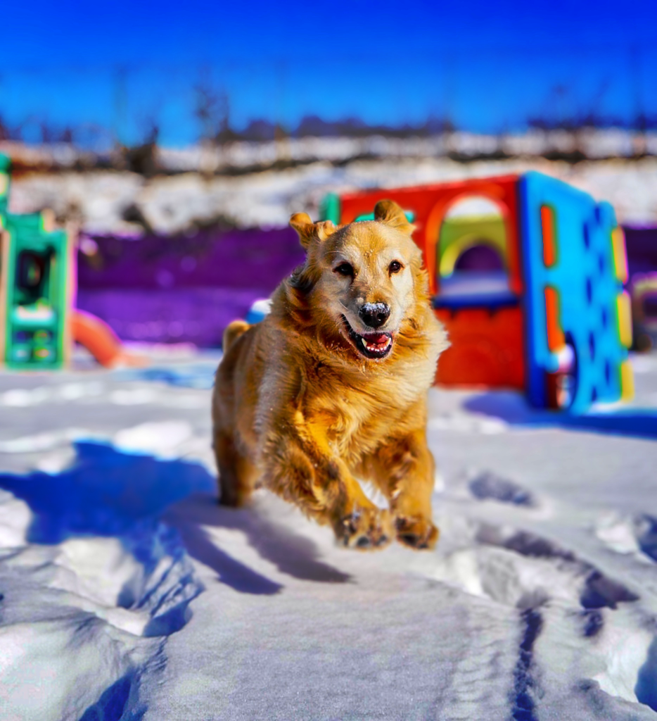 March Dog of the Month! - Central Bark Milwaukee Downtown