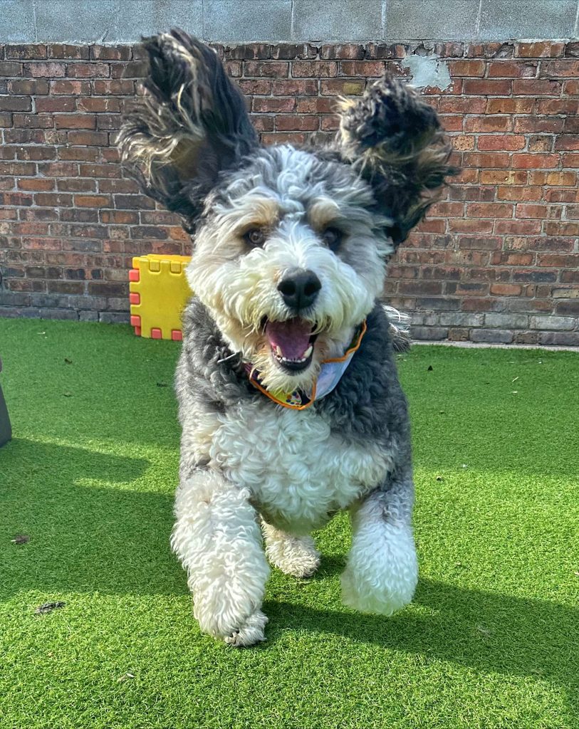 March Dog of the Month! - Central Bark Milwaukee Downtown