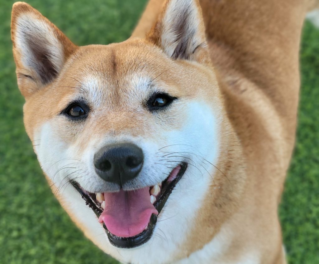 January Dog of the Month: Congrats, Miso! - Central Bark New Berlin