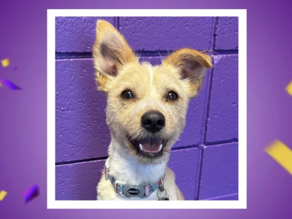October Dog of the Month: Echo B - Central Bark Oak Creek
