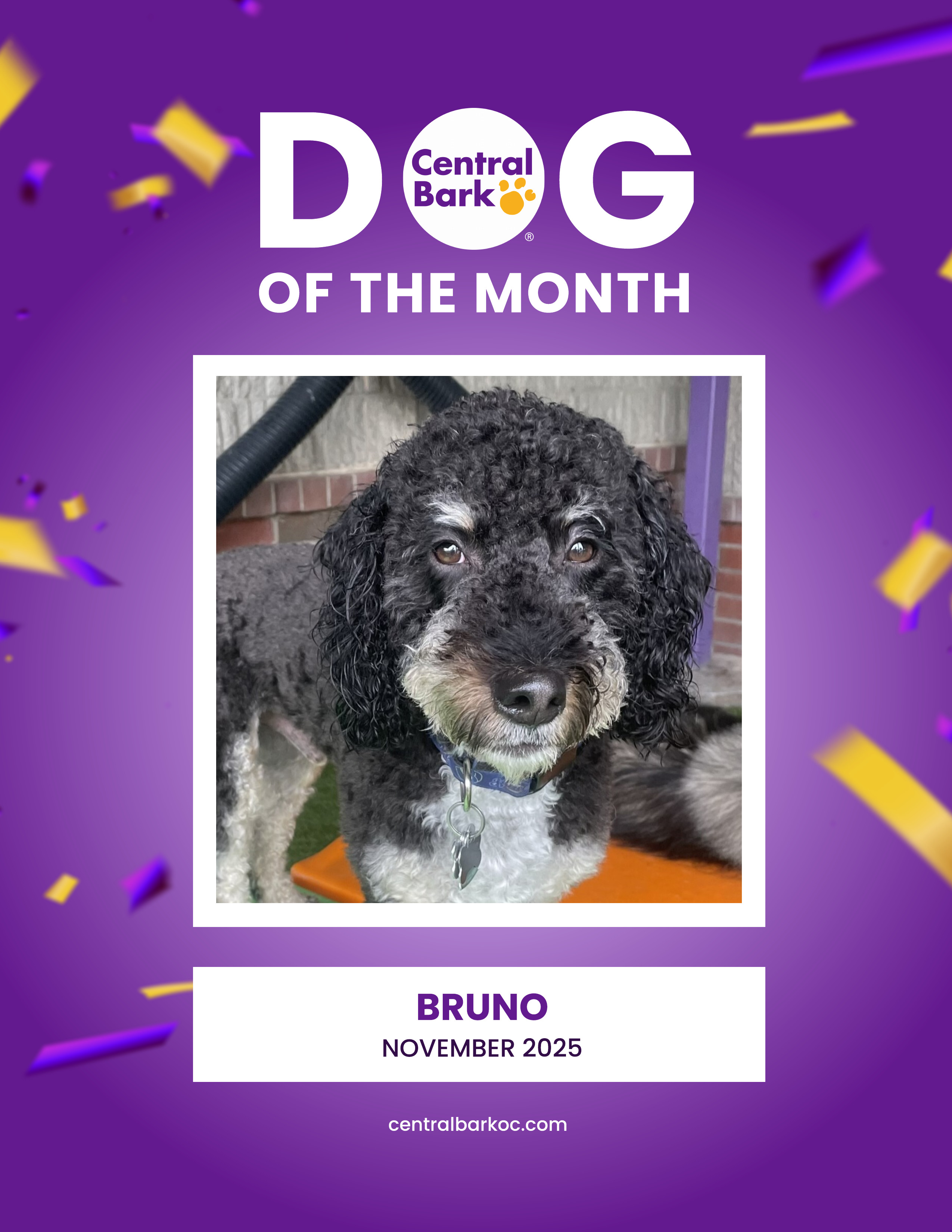 November Dog of the Month: Bruno - Central Bark Oak Creek