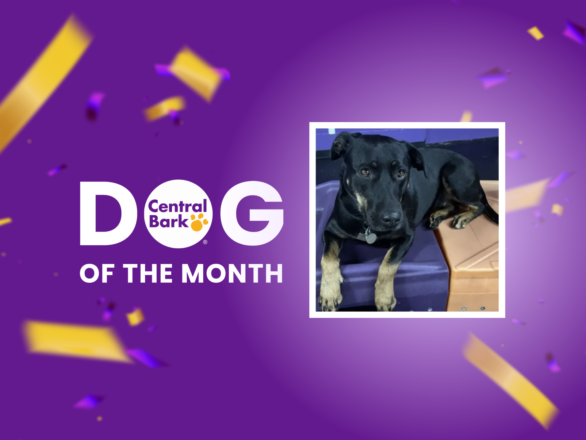 January Dog of the Month: Pepper - Central Bark Oak Creek
