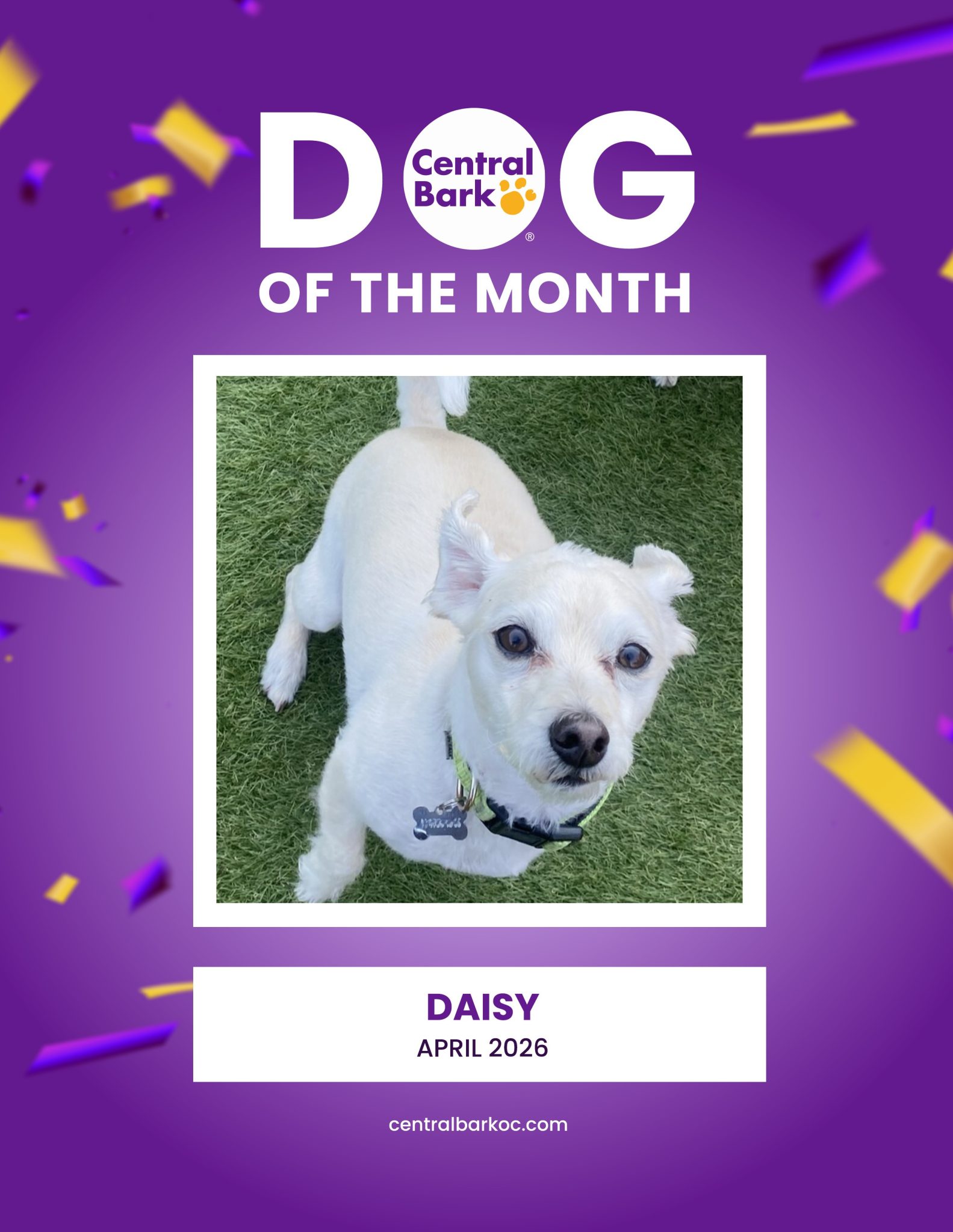 April Dog of the Month: Daisy - Central Bark Oak Creek
