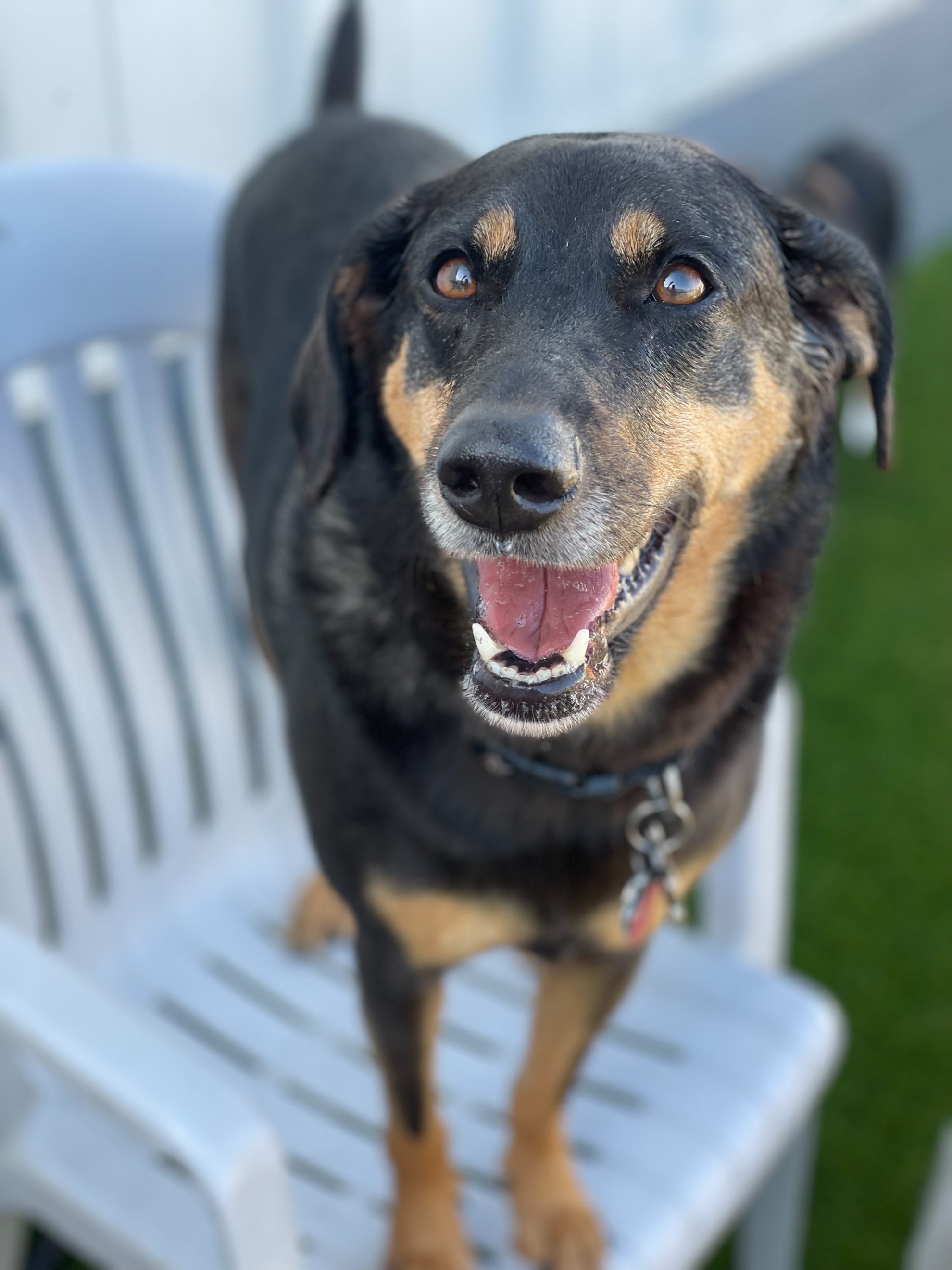 June Dog of the Month - Central Bark Sheboygan