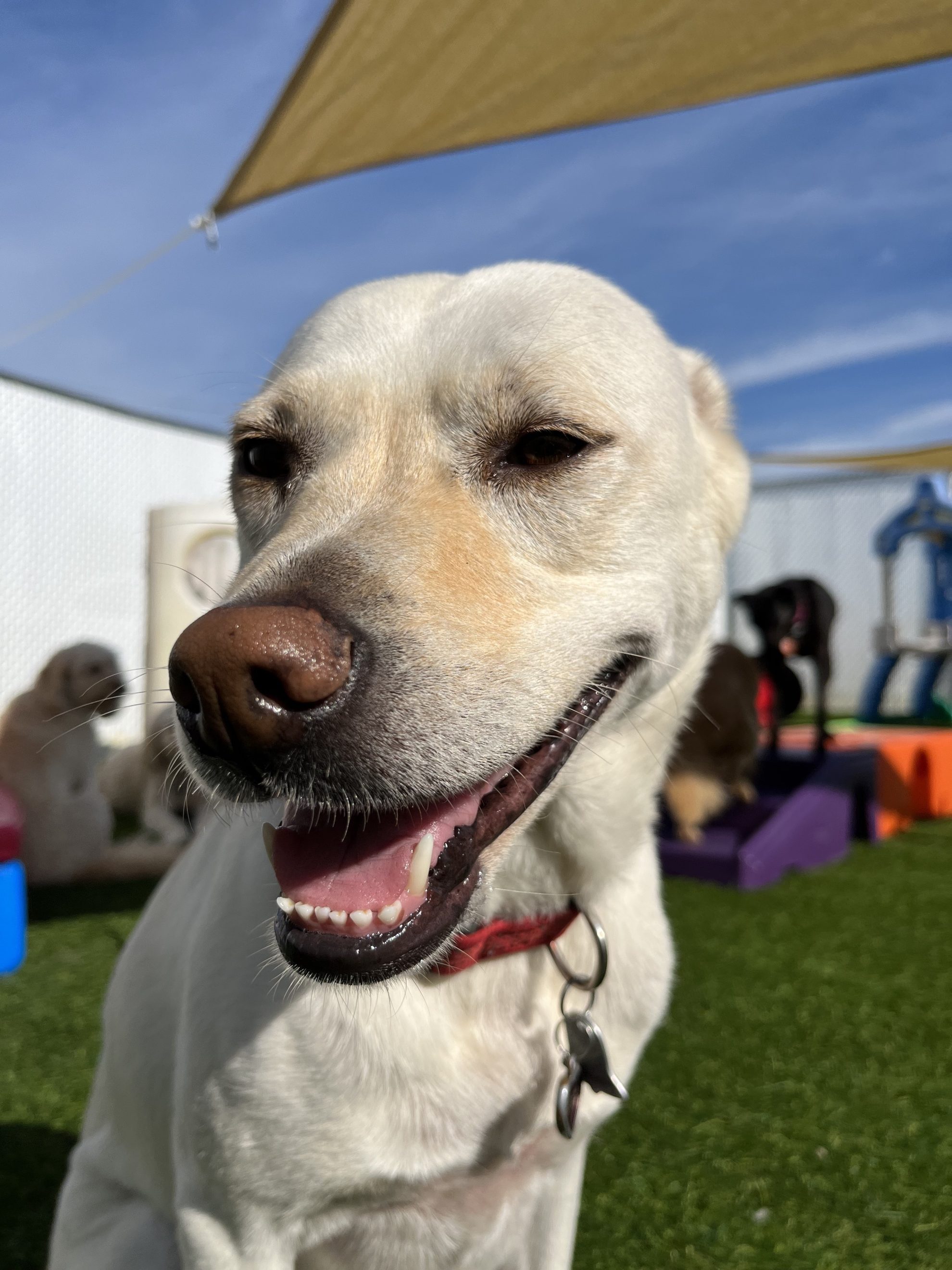 September Dog of the Month - Central Bark Sheboygan