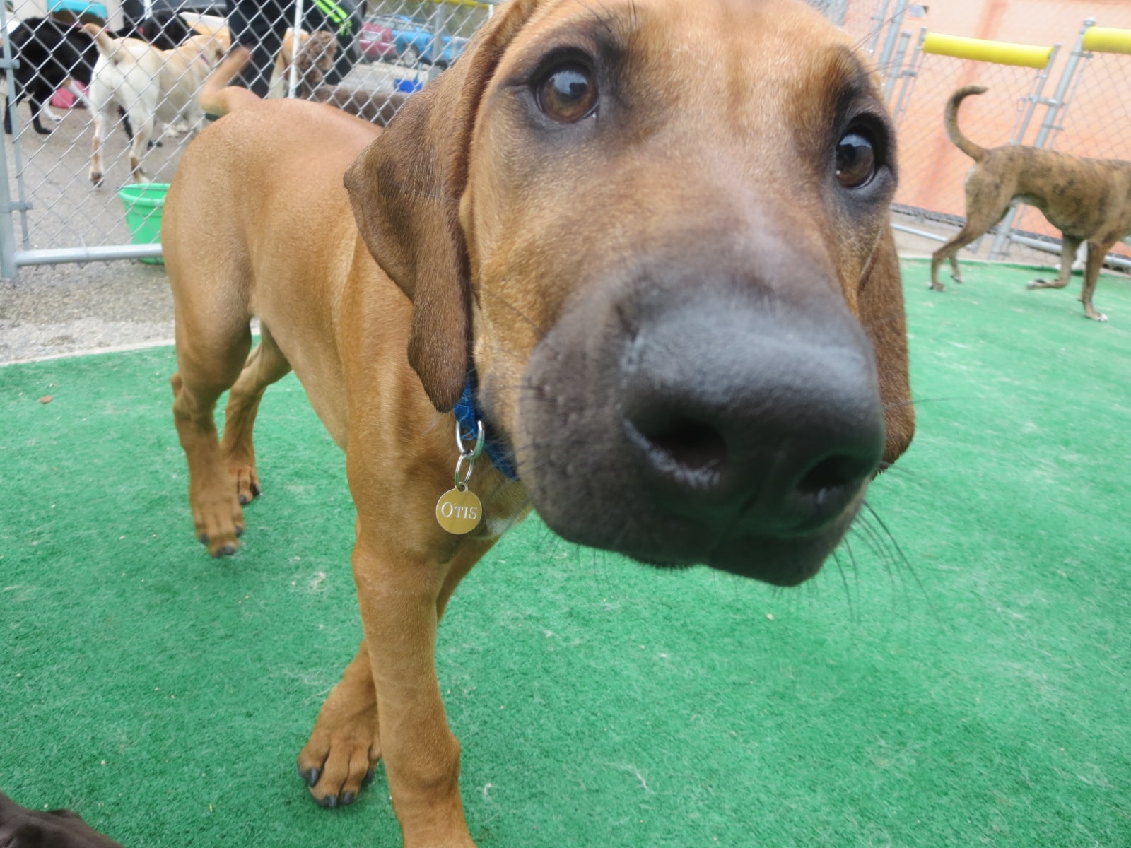 Three Cheers for Otis! - Central Bark Slinger