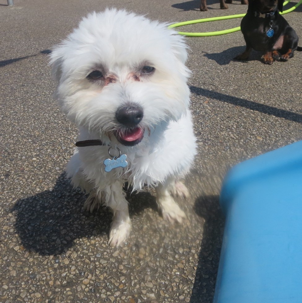 Pipin (Pip) - Central Bark Slinger