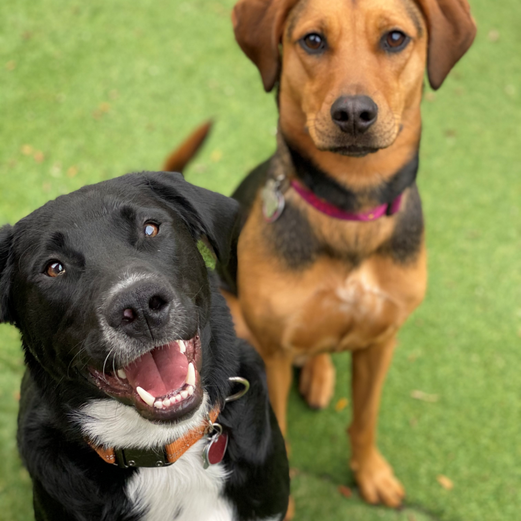 November 2020 Dog of the Month - Central Bark Sussex