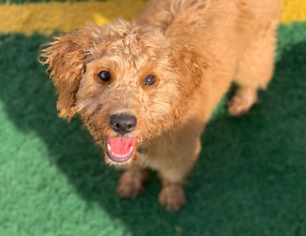 Congratulations, Milo, Our September Dog of the Month! - Central Bark ...