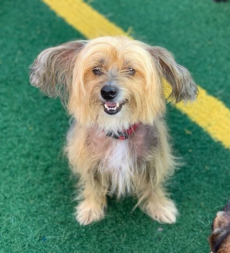 Congratulations, Ivy, Our November Dog of the Month! - Central Bark ...