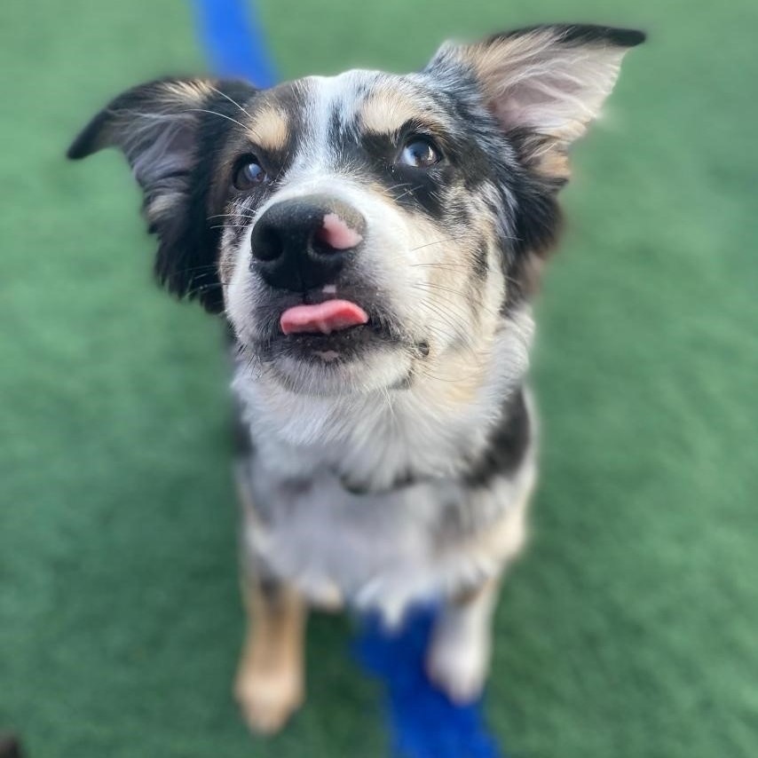 Congratulations, Maverick, Our September Dog of the Month! - Central ...