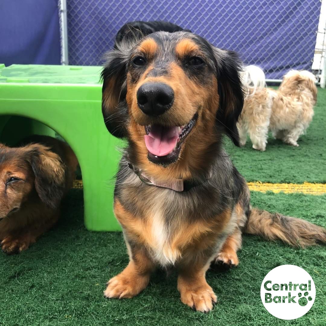 Congratulations, Rosie, Our October Dog of the Month! - Central Bark ...