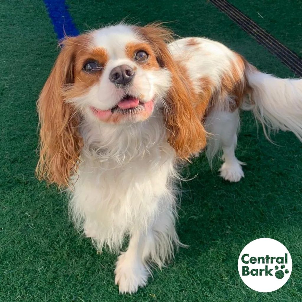 Congratulations, Oliver, Our June Dog of the Month! - Central Bark West ...