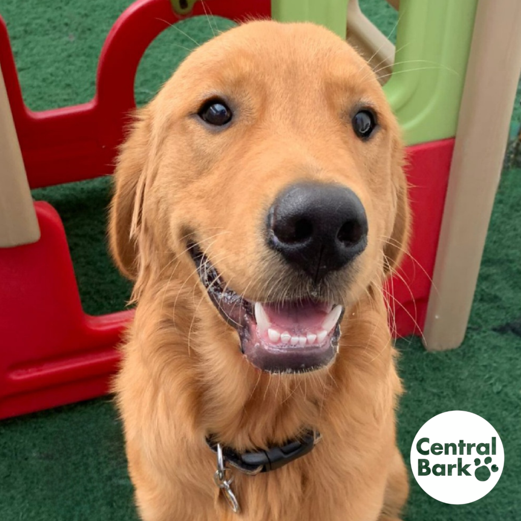 Congratulations, Orion, Our September Dog of the Month! - Central Bark ...