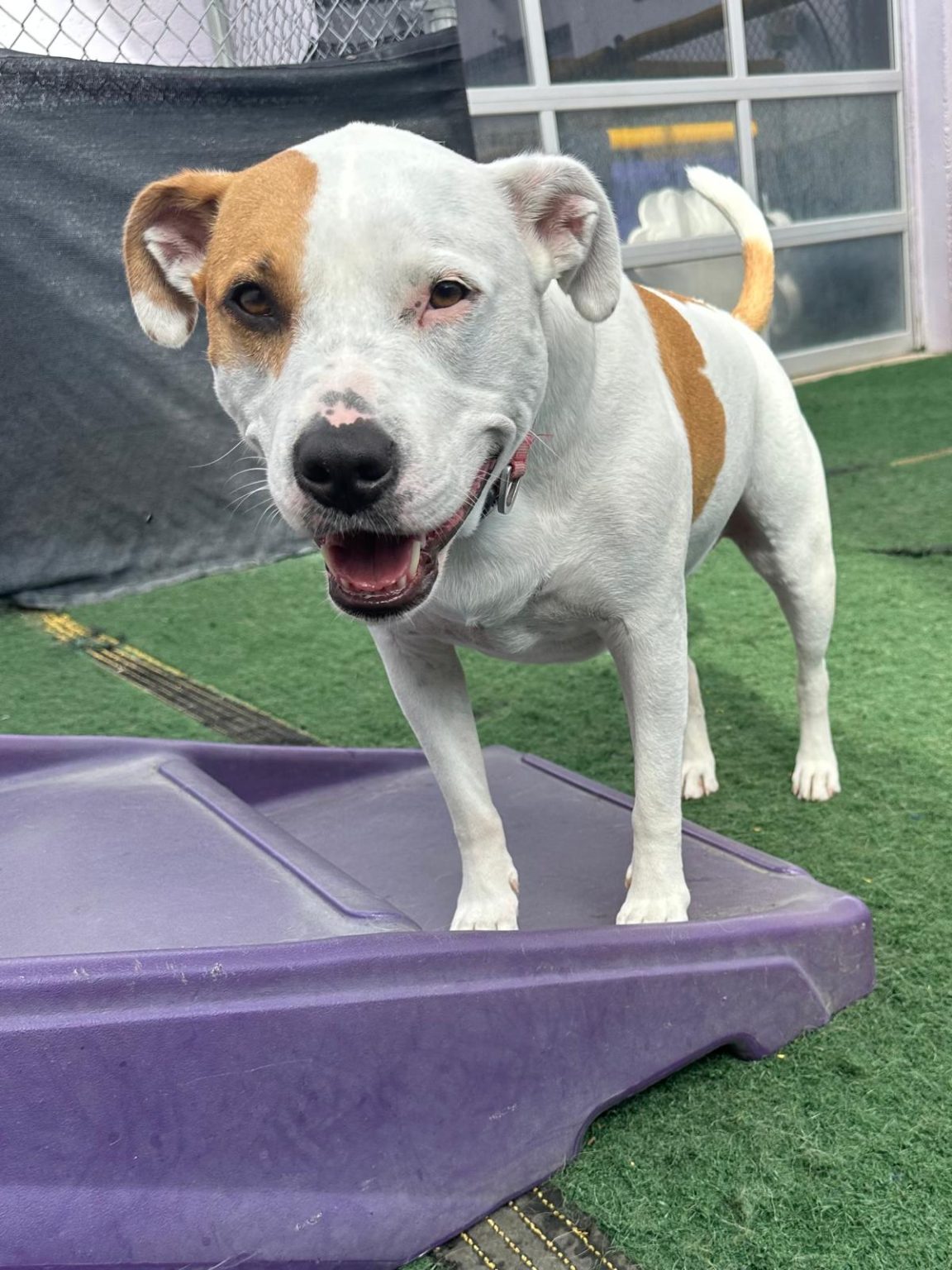 Congratulations, Lily, our January Dog of the Month! - Central Bark ...