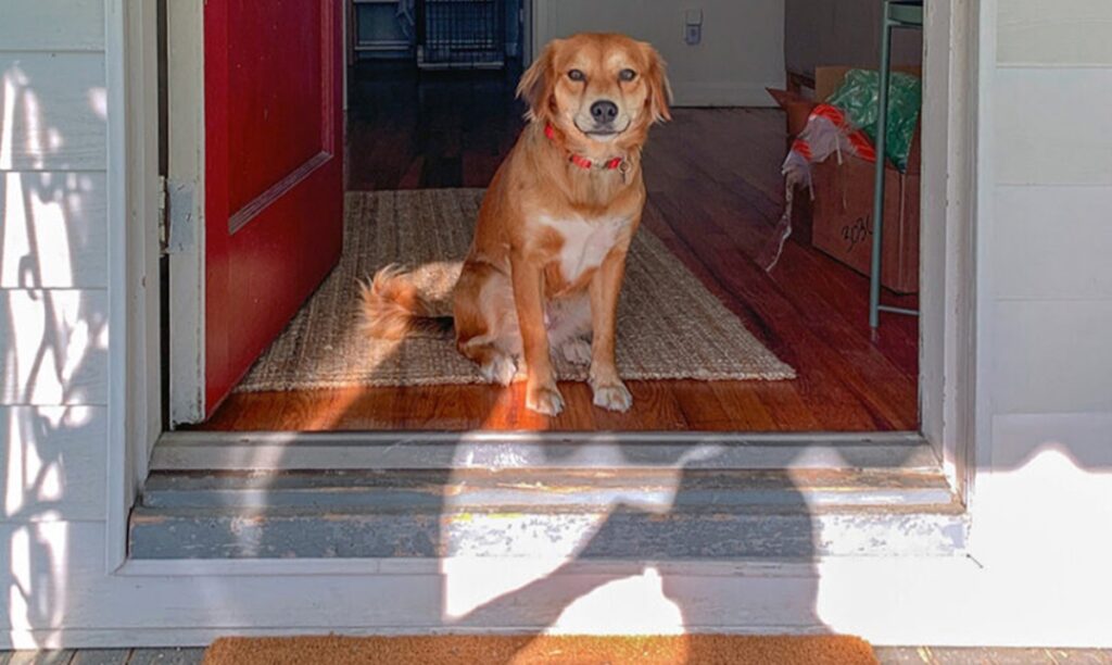 Setting Your Dog Up for Success