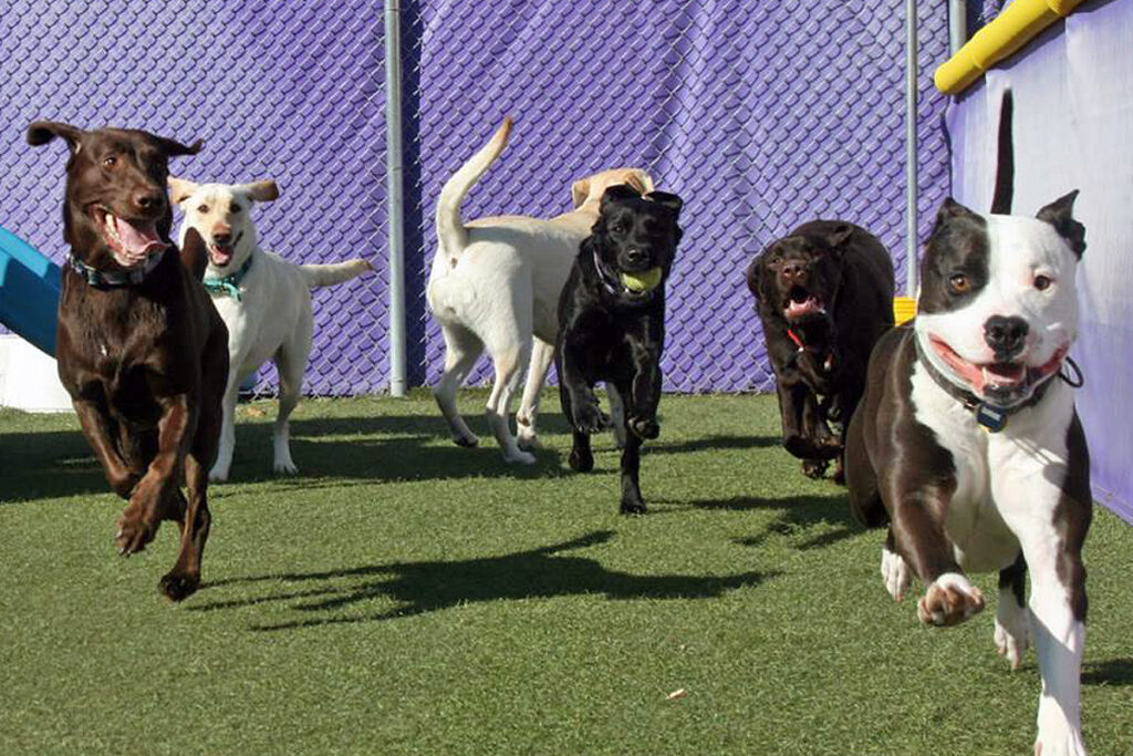 About Central Bark Doggy Day Care | Central Bark USA
