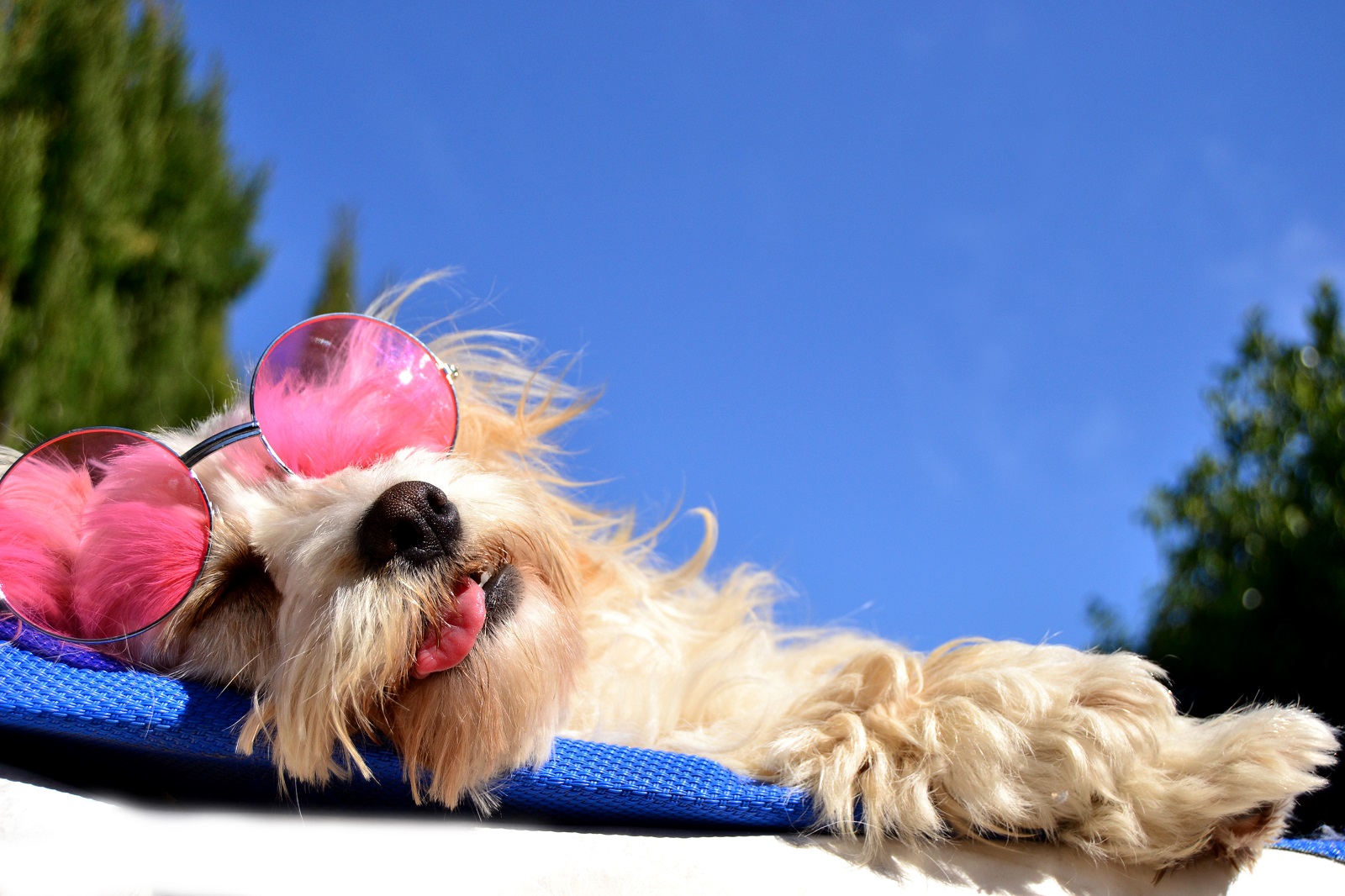Holiday Dog Boarding Finding The Perfect Retreat For Your Pup holiday-dog-boarding-finding-the-perfect-retreat-for-your-pup