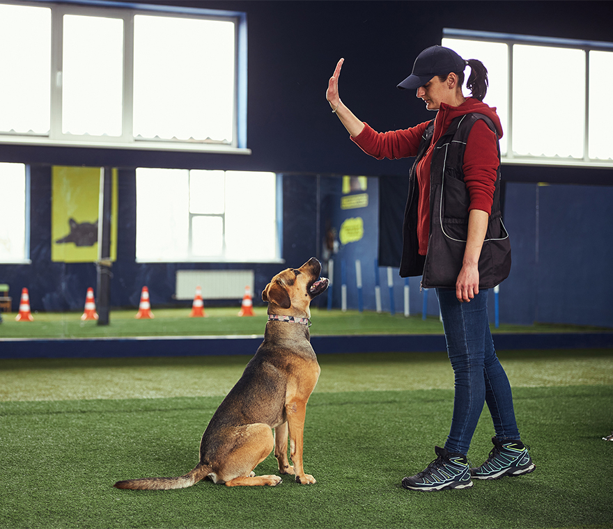 Dog Training Classes | Dog Obedience Training Central Bark USA