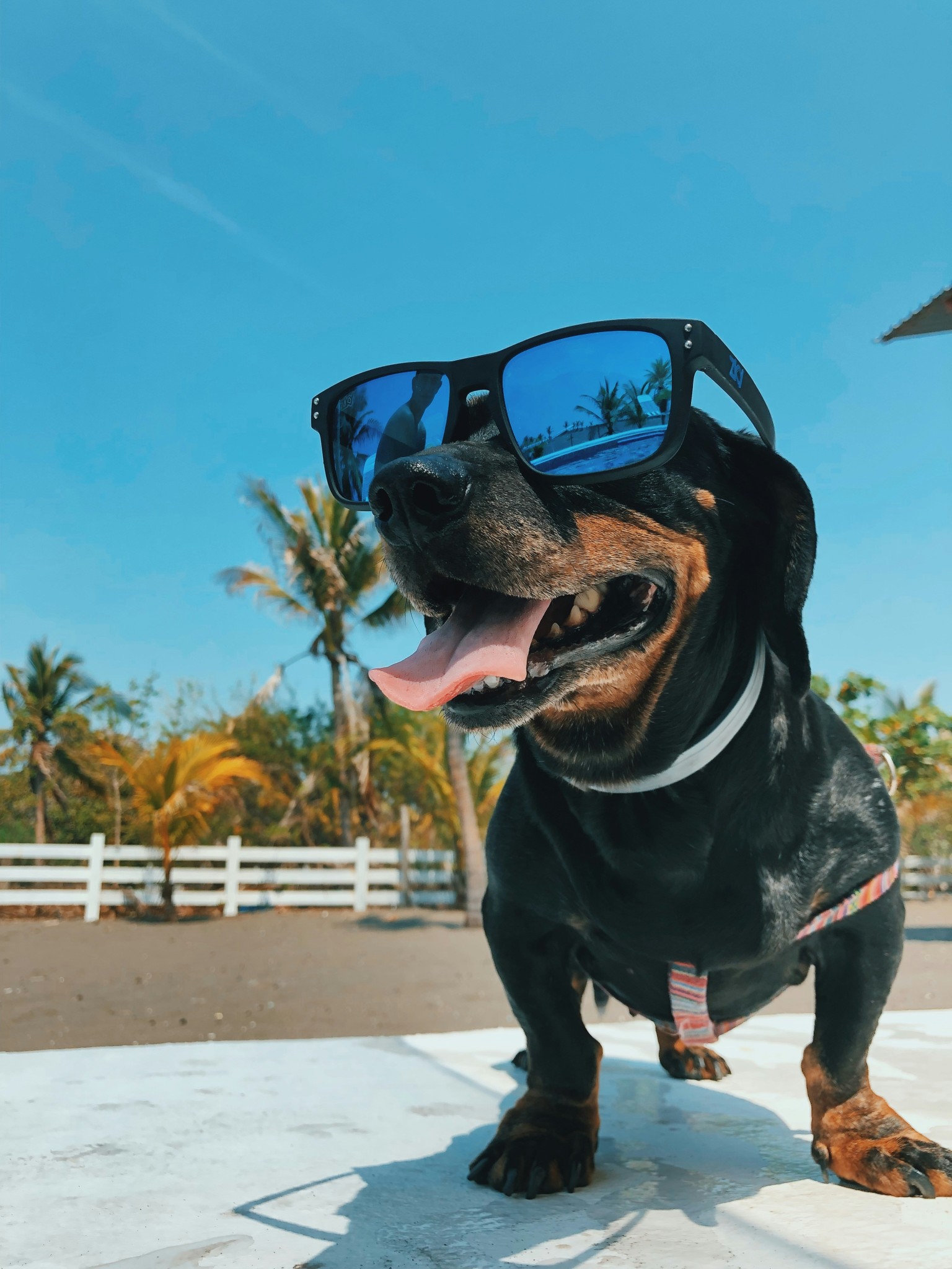 How to Keep Dogs Cool During Summer? - Central Bark USA